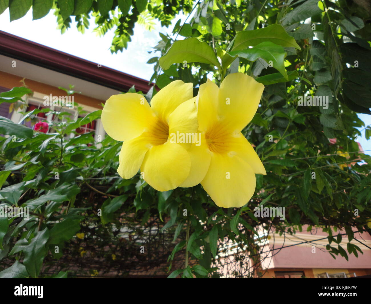 Yellow Plants flowers starts to bloom after an early morning rain in ...