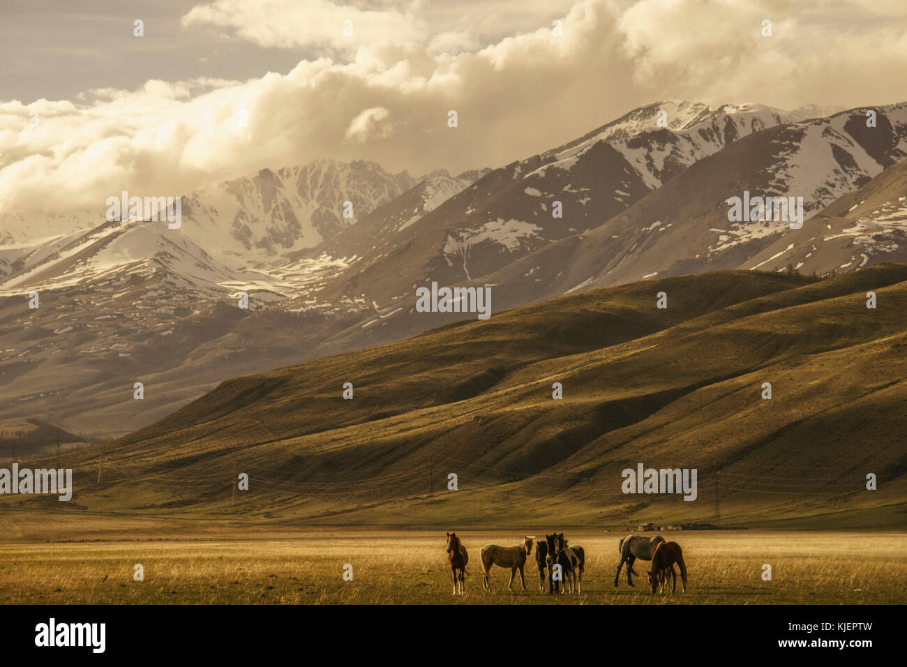 Horses in valley near mountains Stock Photo - Alamy