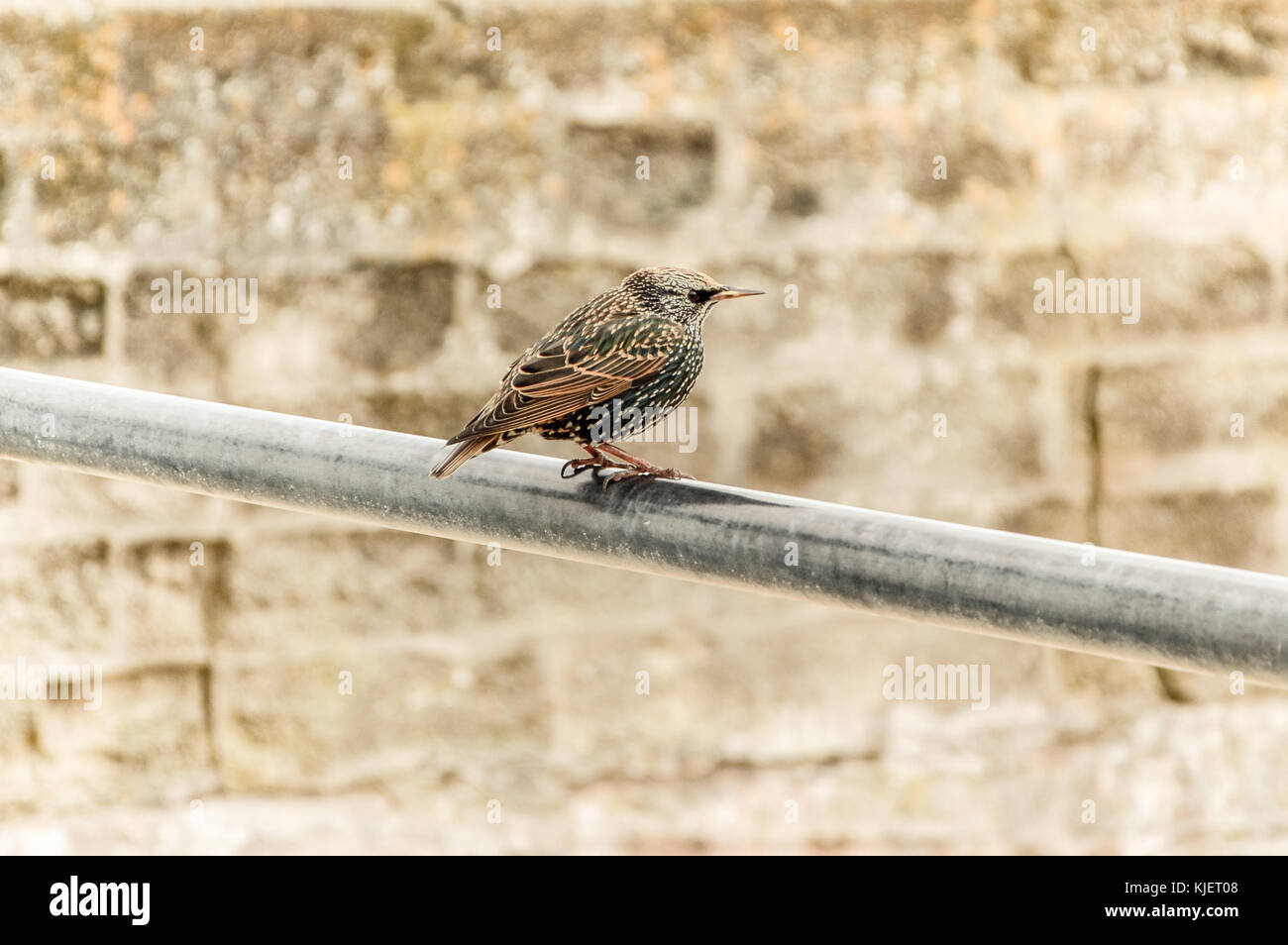 Common Starling Eye High Resolution Stock Photography and Images - Alamy