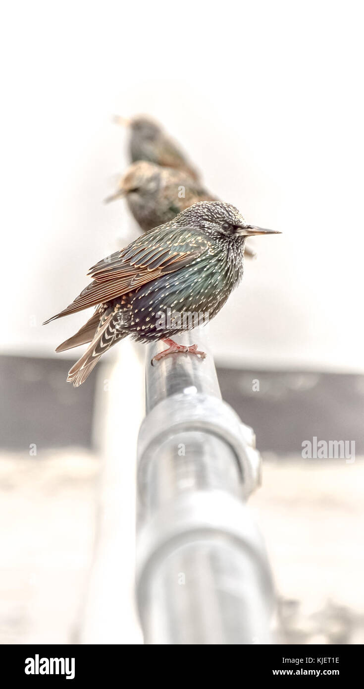 Common Starling Eye High Resolution Stock Photography and Images - Alamy