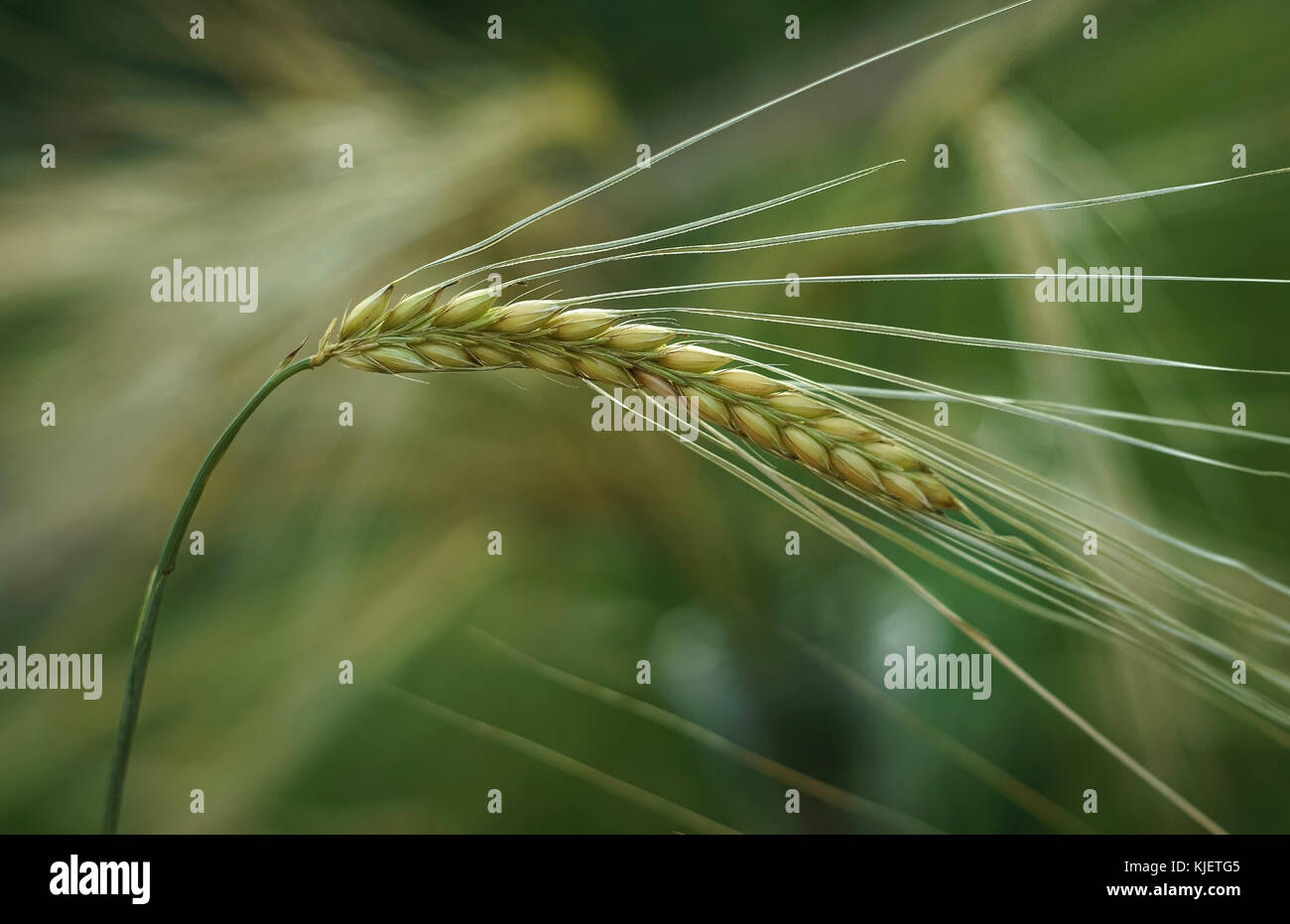 Close up of wheat Stock Photo - Alamy