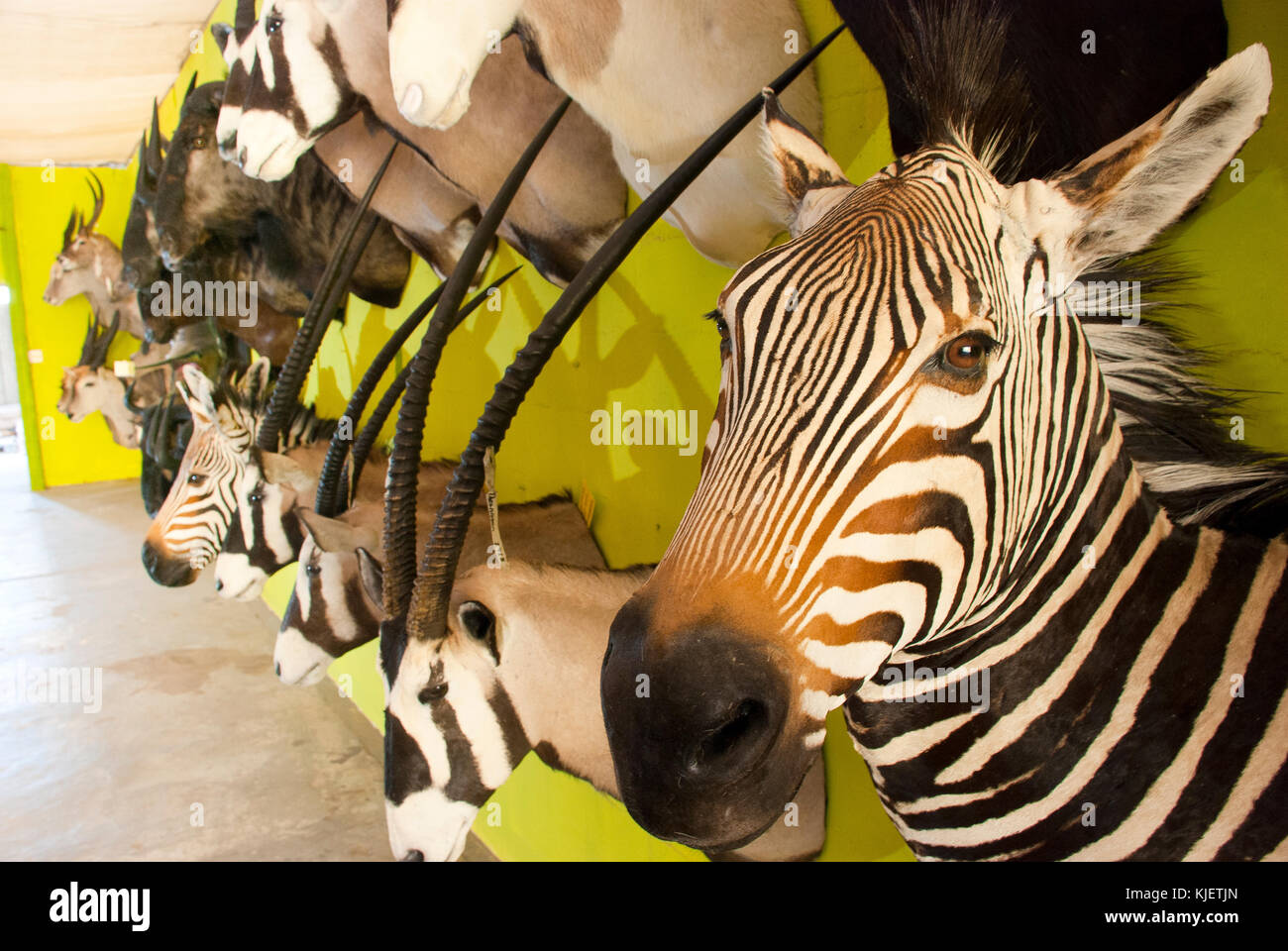 Stuffed african animals on display at Trophaendienste Taxidermy ...