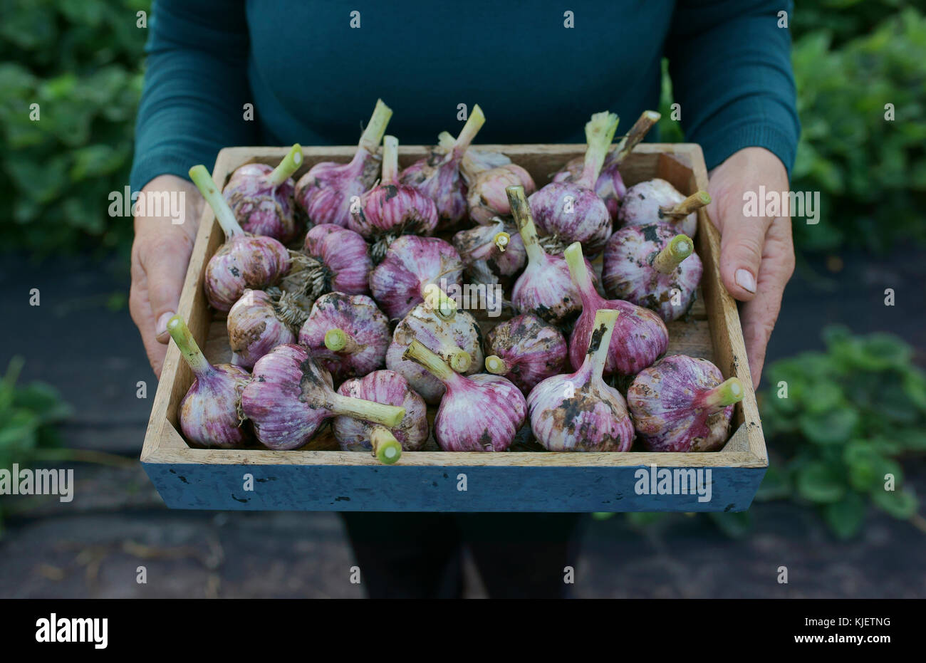 Developing tray hi-res stock photography and images - Alamy