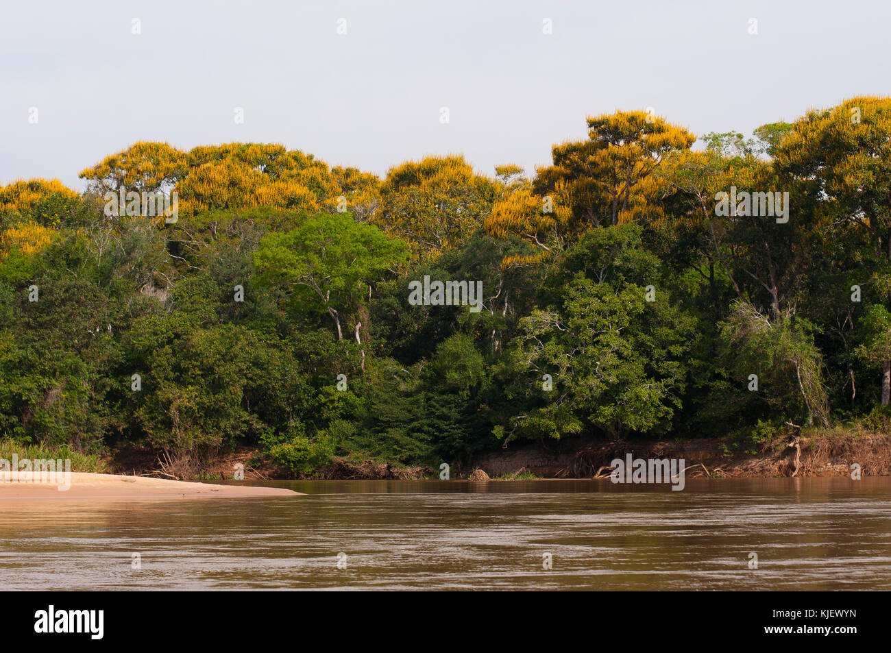 Riverine forest hi-res stock photography and images - Alamy