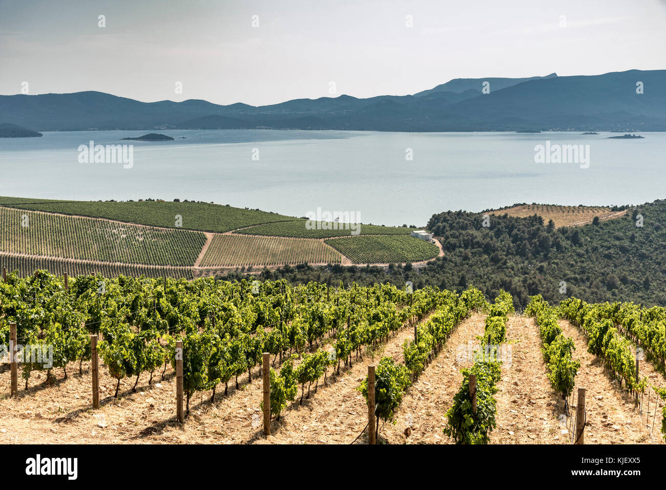 High angle shot vineyard hi-res stock photography and images - Alamy