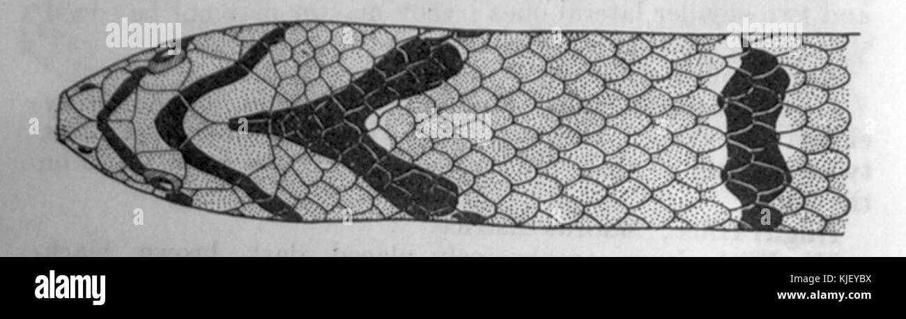 Non venomous animal Black and White Stock Photos & Images - Alamy