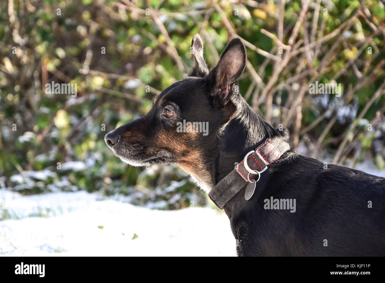 Black dog on snow Stock Photo - Alamy