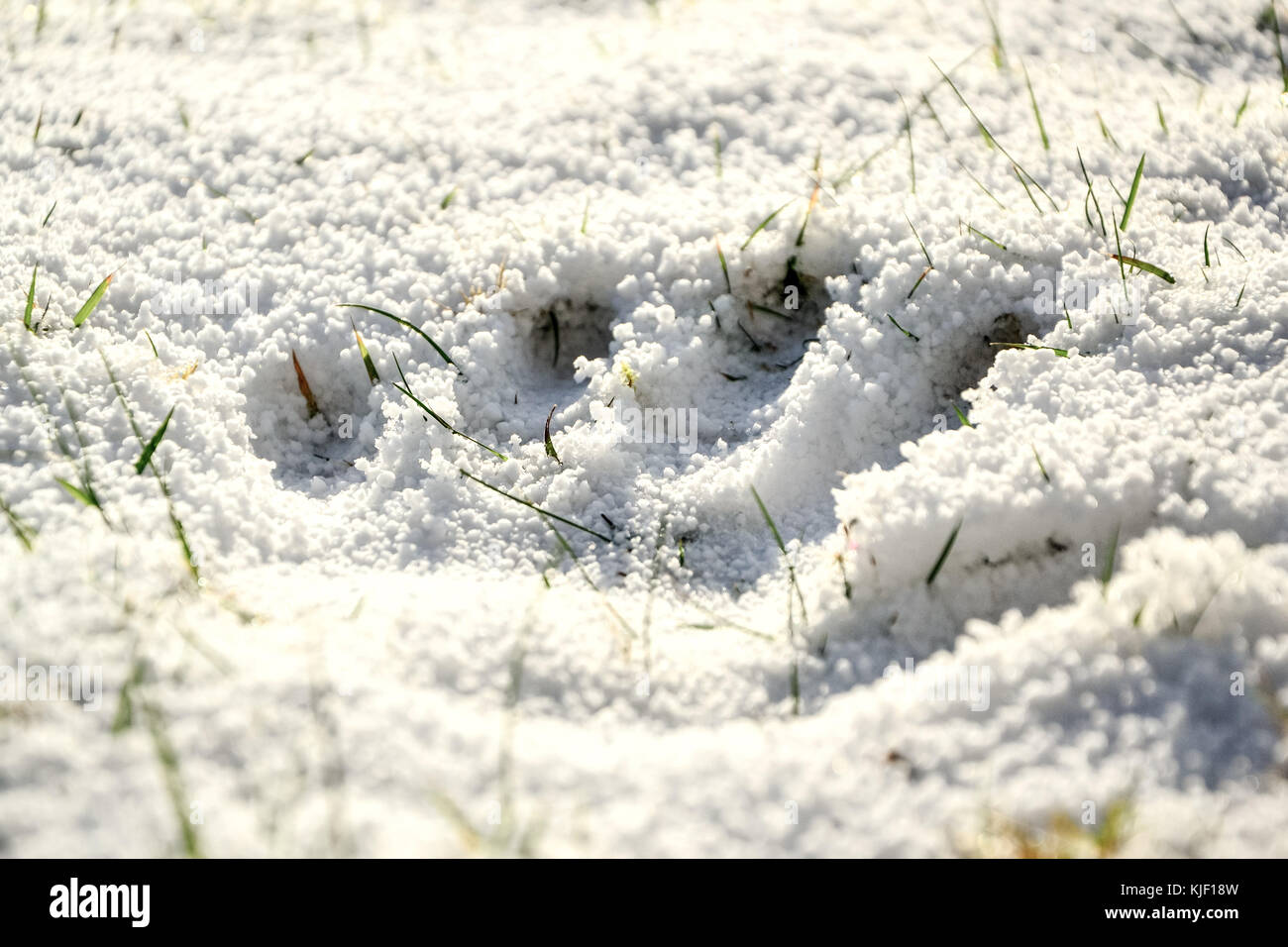 Dog paw prints vector hi-res stock photography and images - Alamy