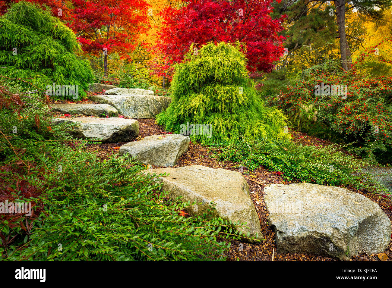 Stepping stones lead towards red japanese maple trees in Kubota Garden ...
