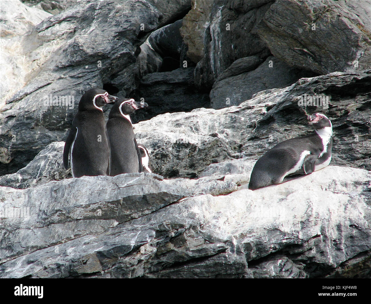 Pinguinos Humboldt Isla Choros Chile Stock Photo - Alamy