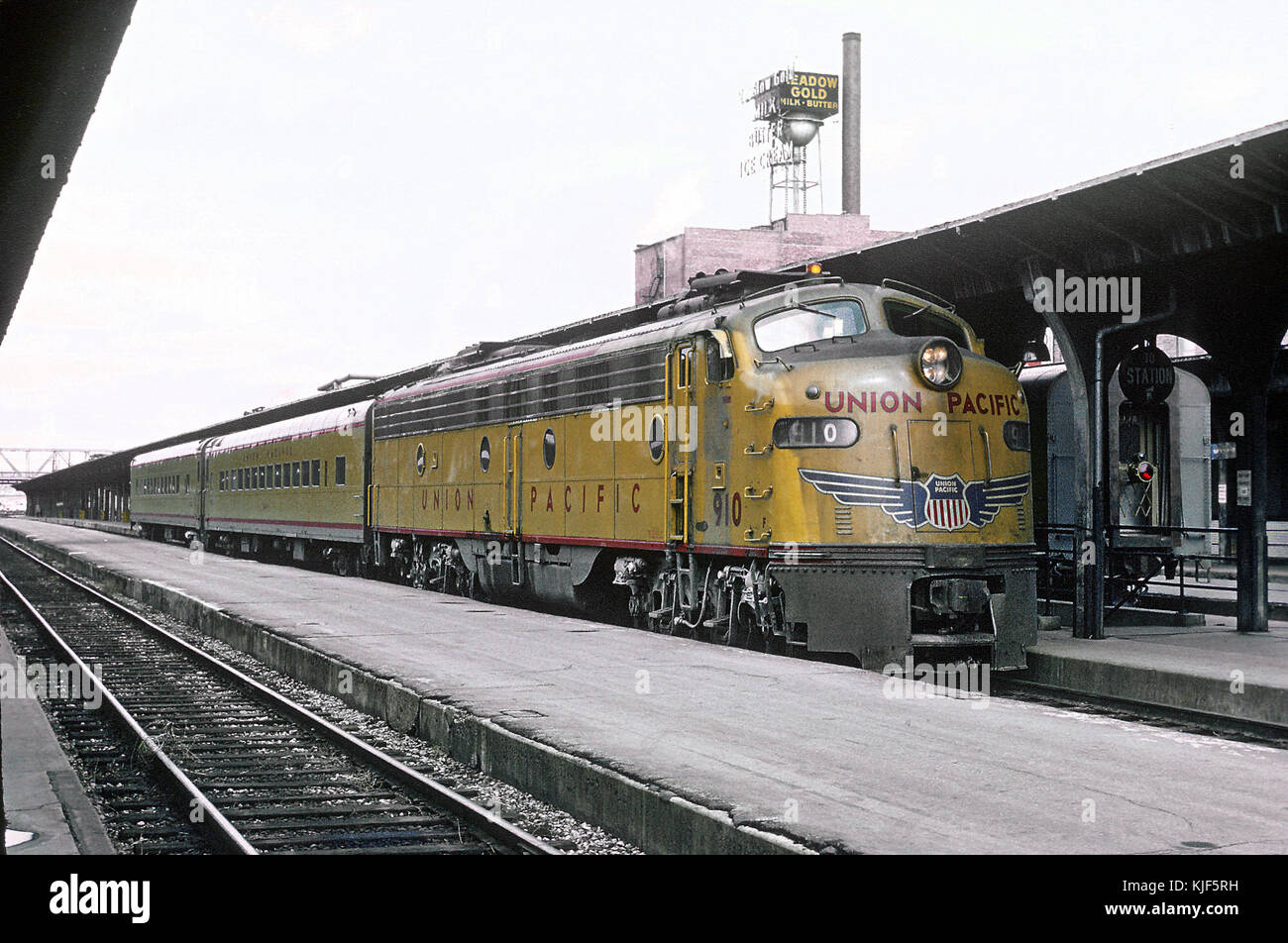 Portland rose illustration hi-res stock photography and images - Alamy