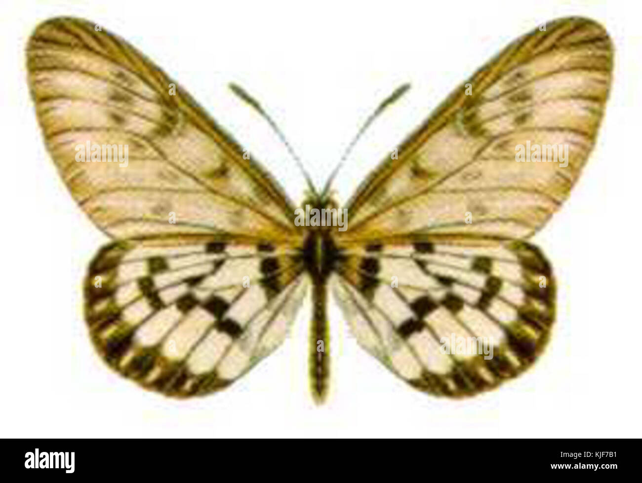 Acraea andromacha andromacha Stock Photo - Alamy