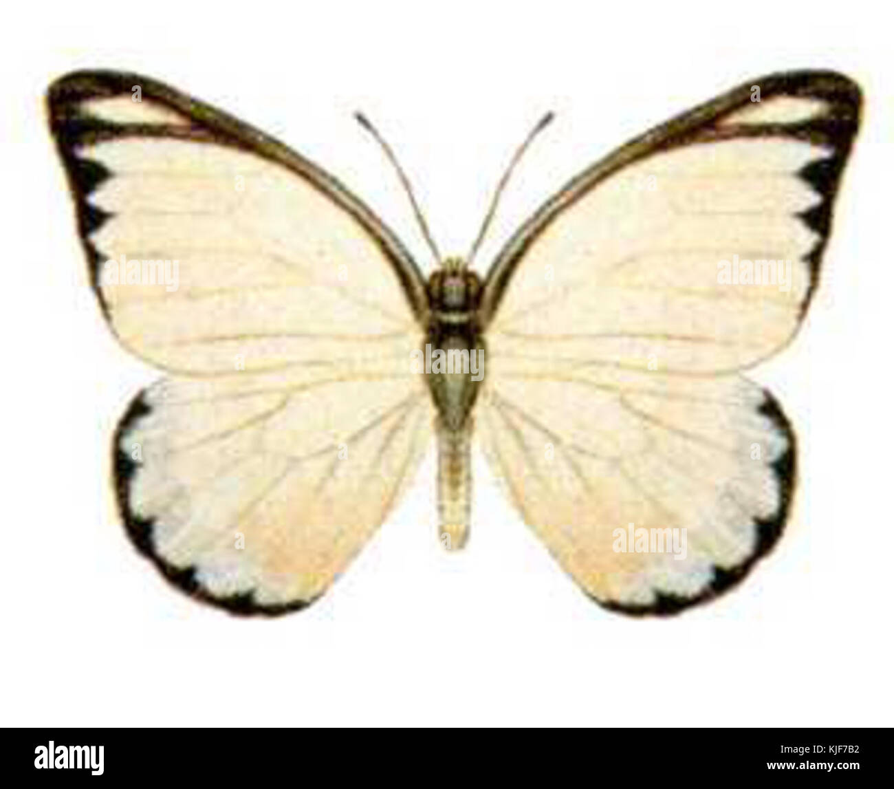 Appias ada caria Stock Photo - Alamy
