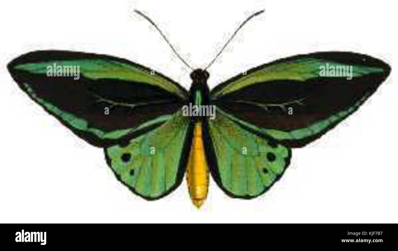 Ornithoptera priamus pronomus Stock Photo - Alamy