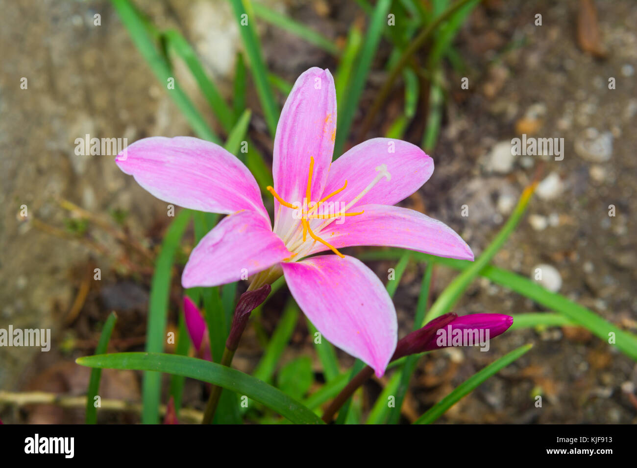 Pink lily flower in garden Stock Photo - Alamy