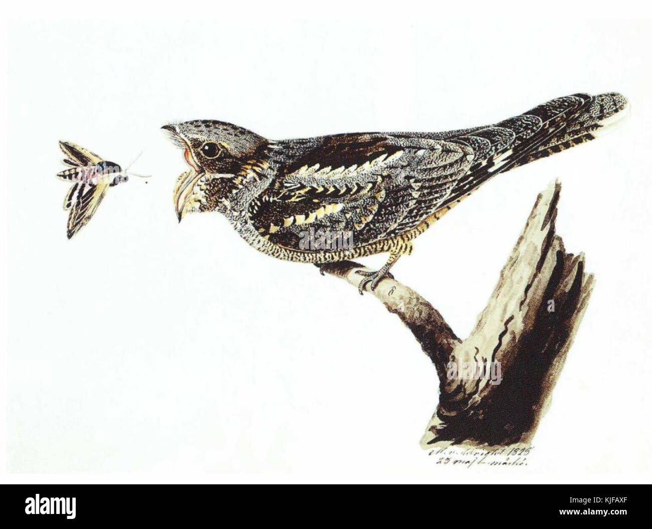 Caprimulgus europaeus illustration hi-res stock photography and images ...