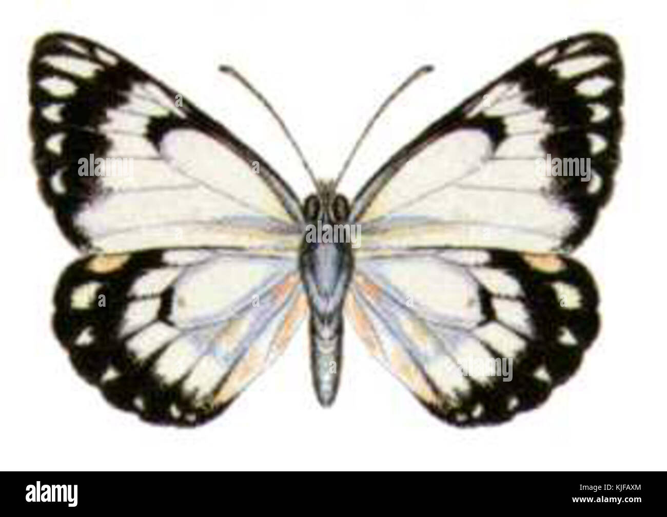 Java fauna Cut Out Stock Images & Pictures - Alamy