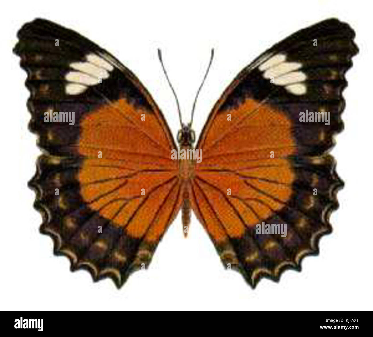 Chrysippe hi-res stock photography and images - Alamy