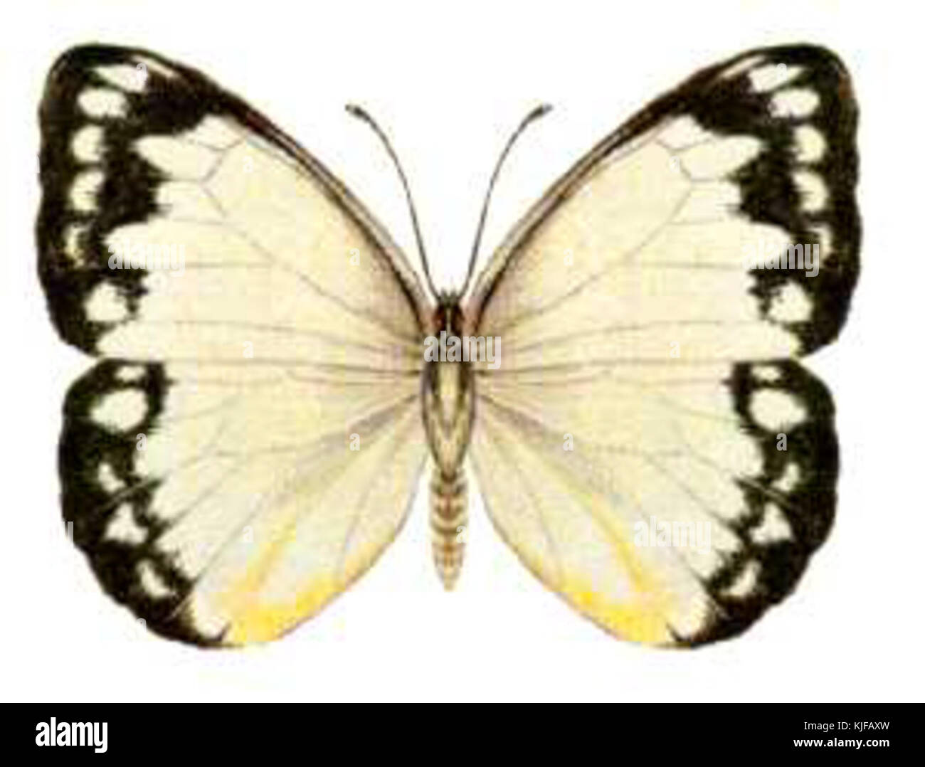 Cepora perimale hi-res stock photography and images - Alamy