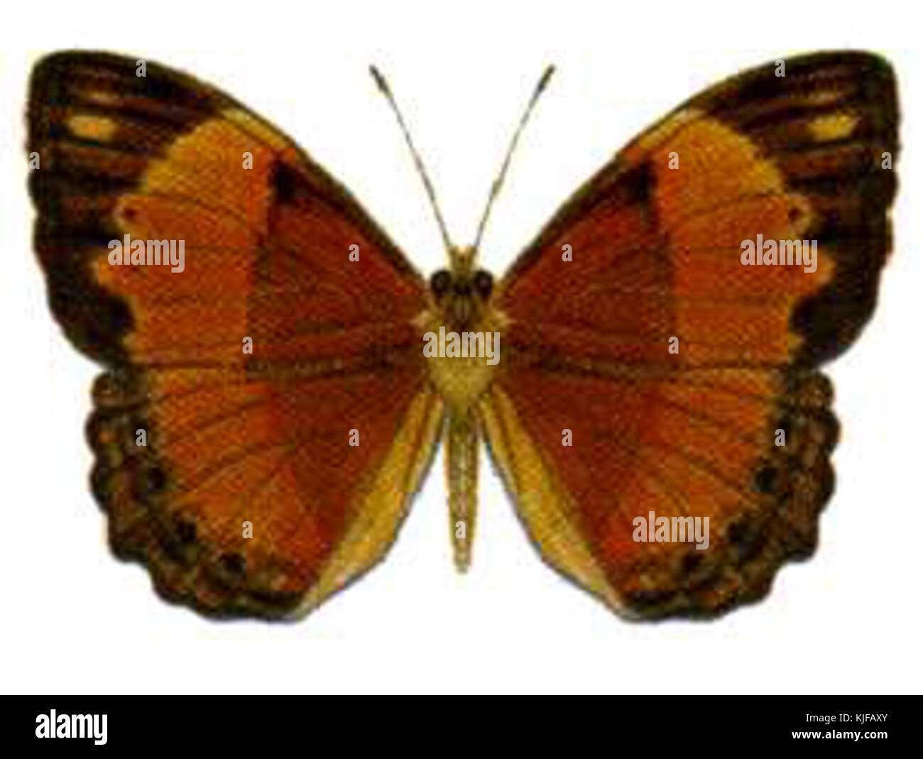 Cupha prosope prosope Stock Photo - Alamy