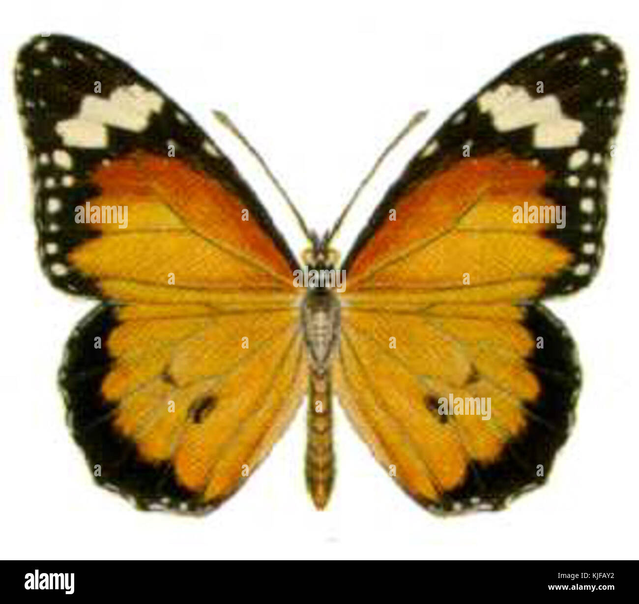 Chrysippus Cut Out Stock Images & Pictures - Alamy