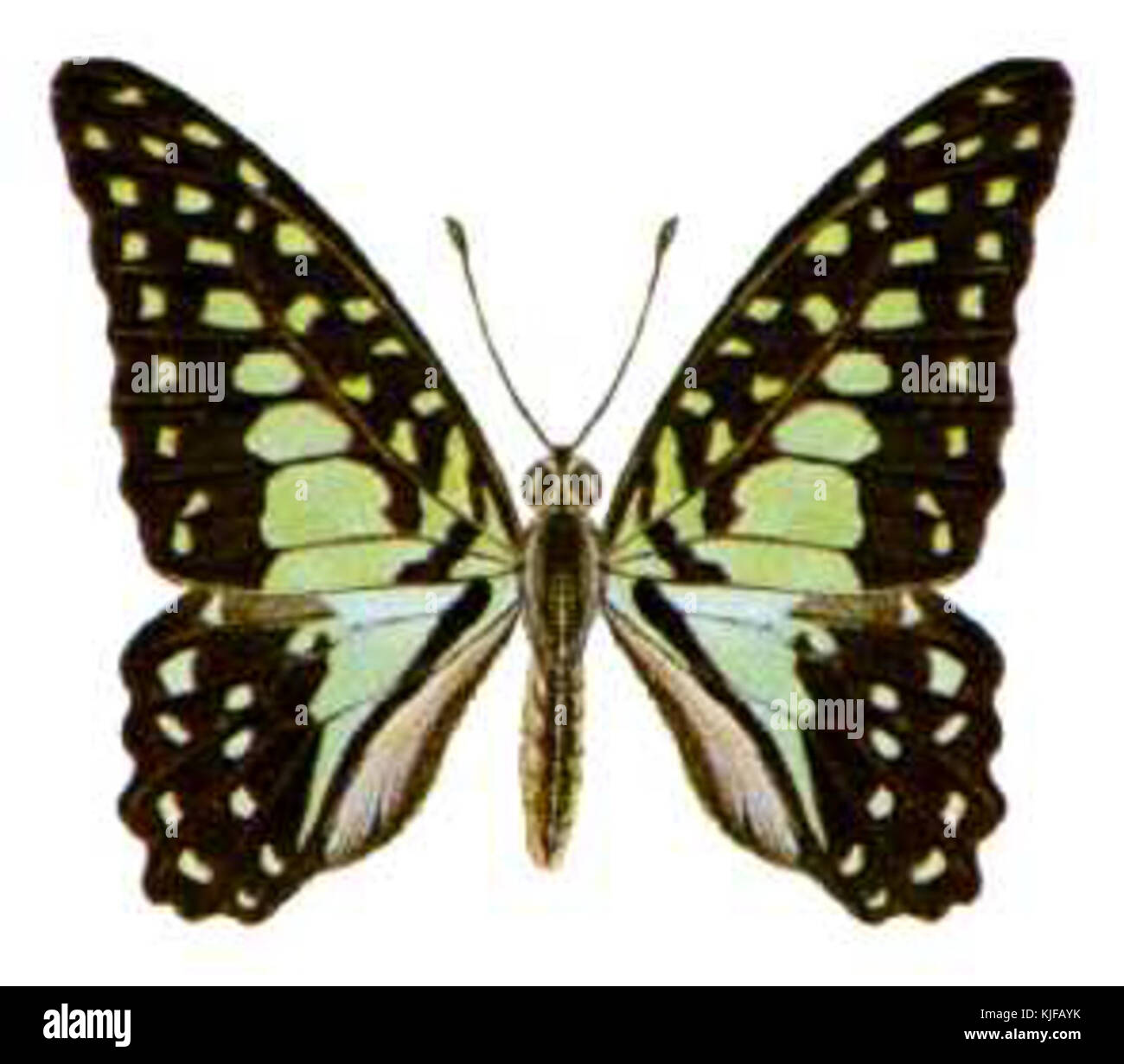 Graphium macfarlanei macfarlanei Stock Photo - Alamy