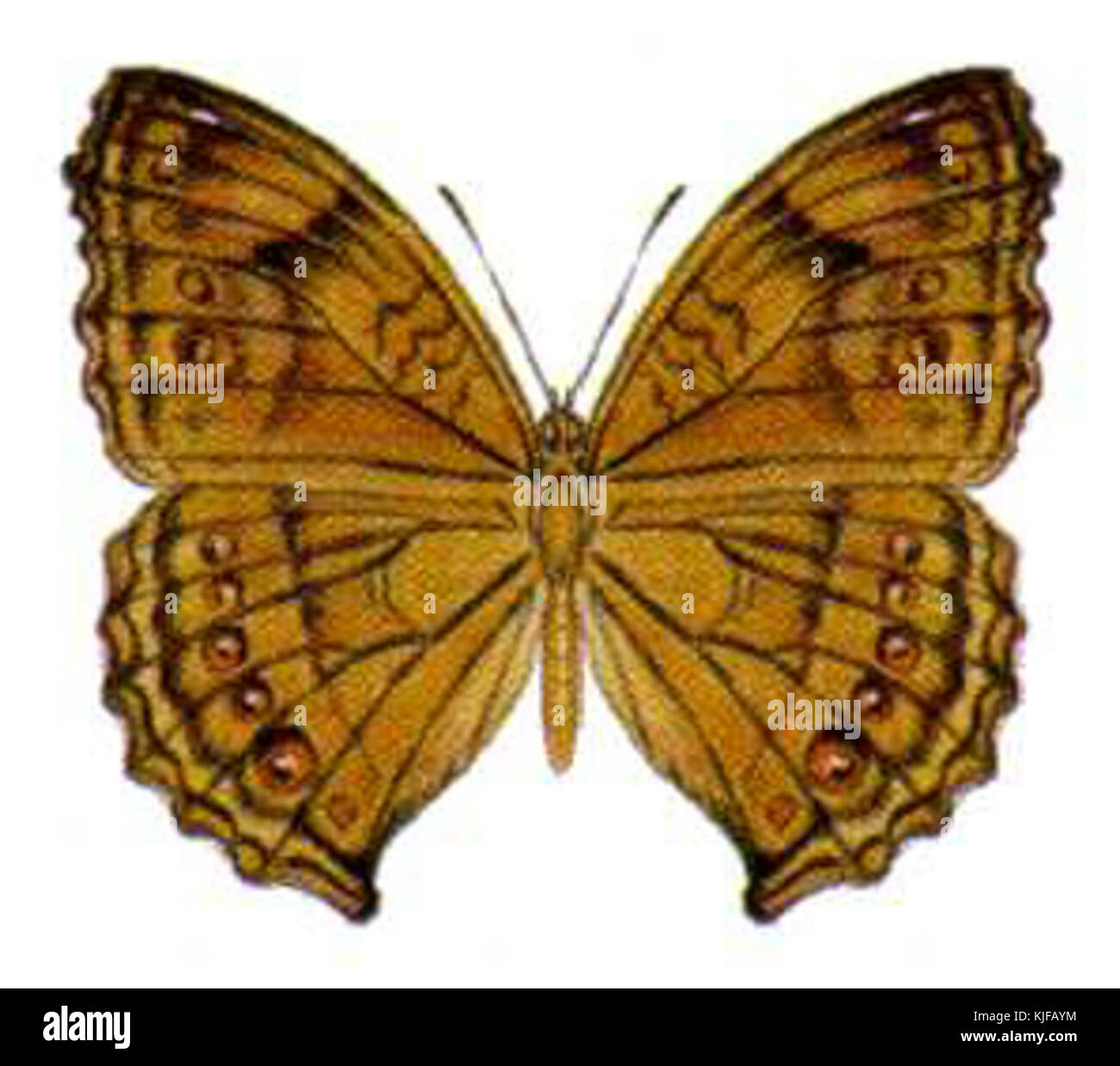 Junonia hedonia zelima Stock Photo - Alamy