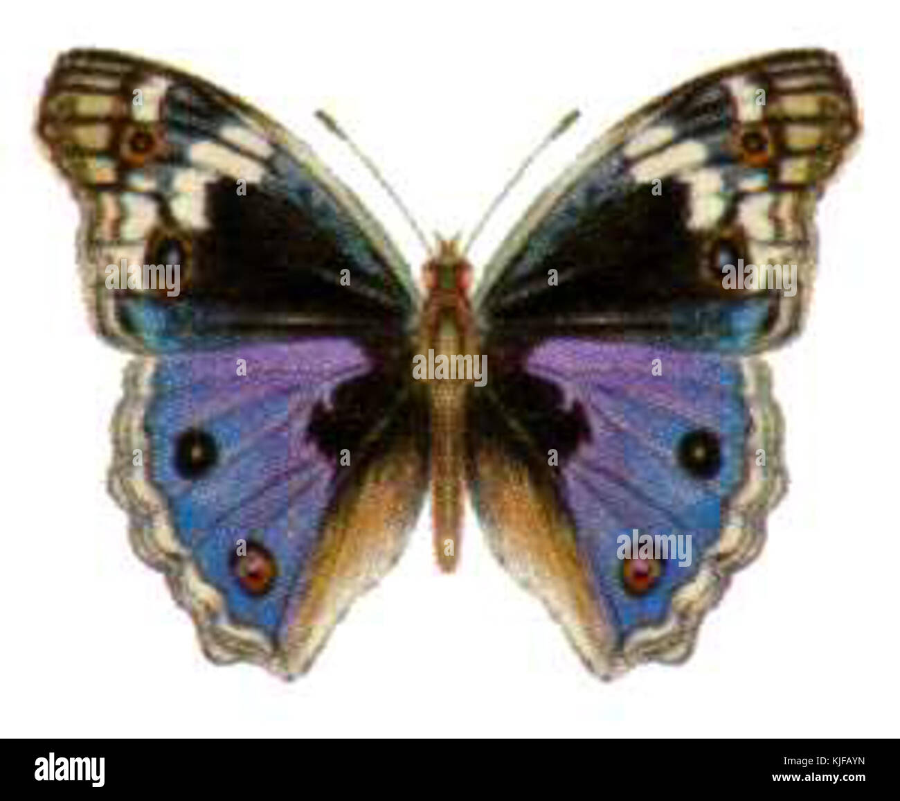 Orithya Stock Photos & Orithya Stock Images - Alamy