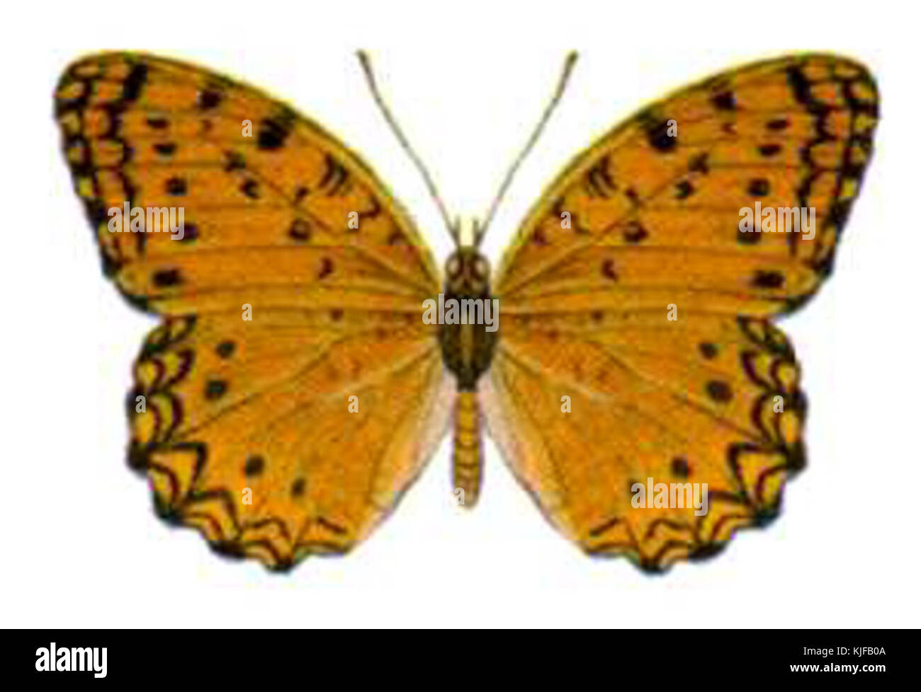 Phalanta phalantha araca Stock Photo - Alamy