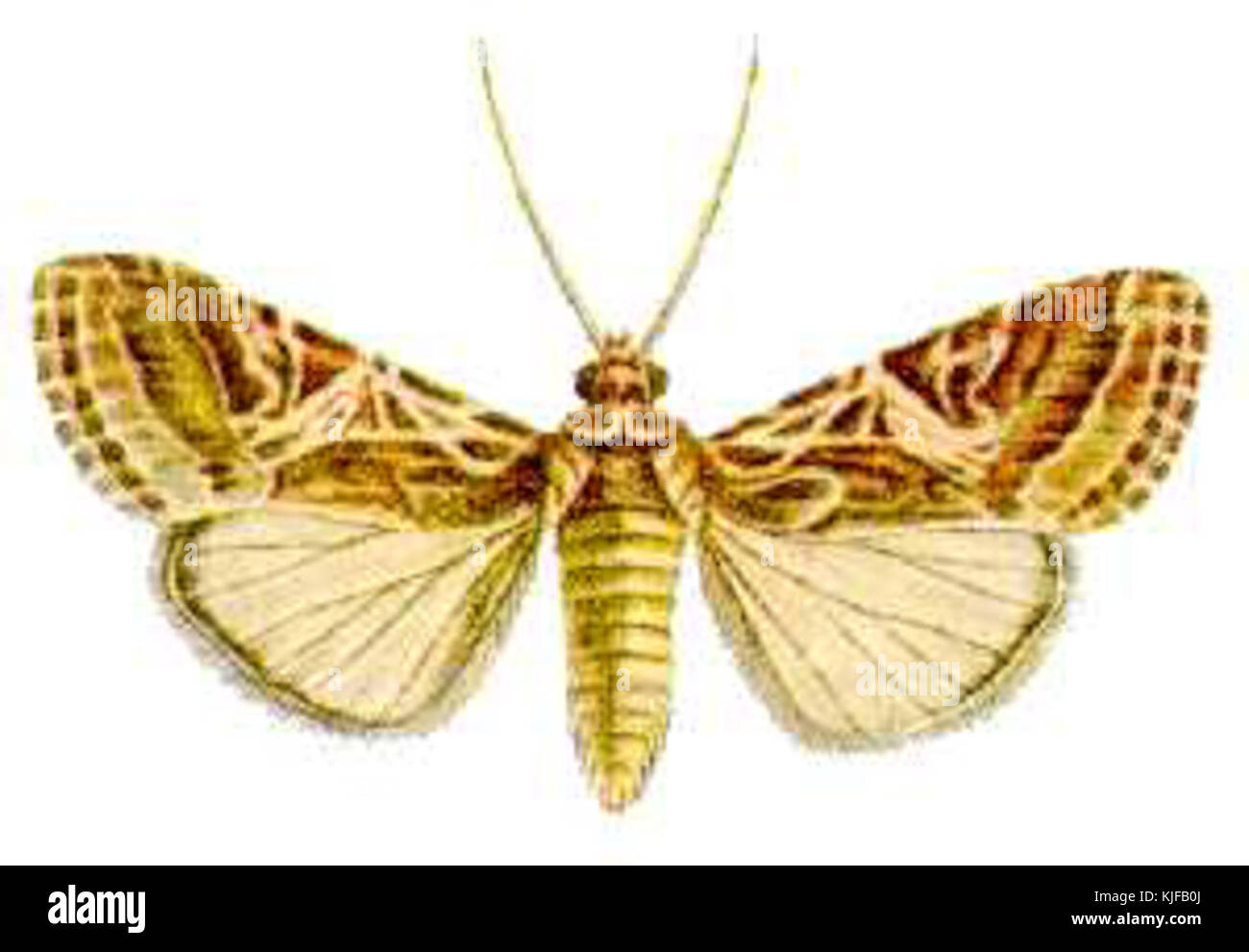 Spodoptera litura hi-res stock photography and images - Alamy