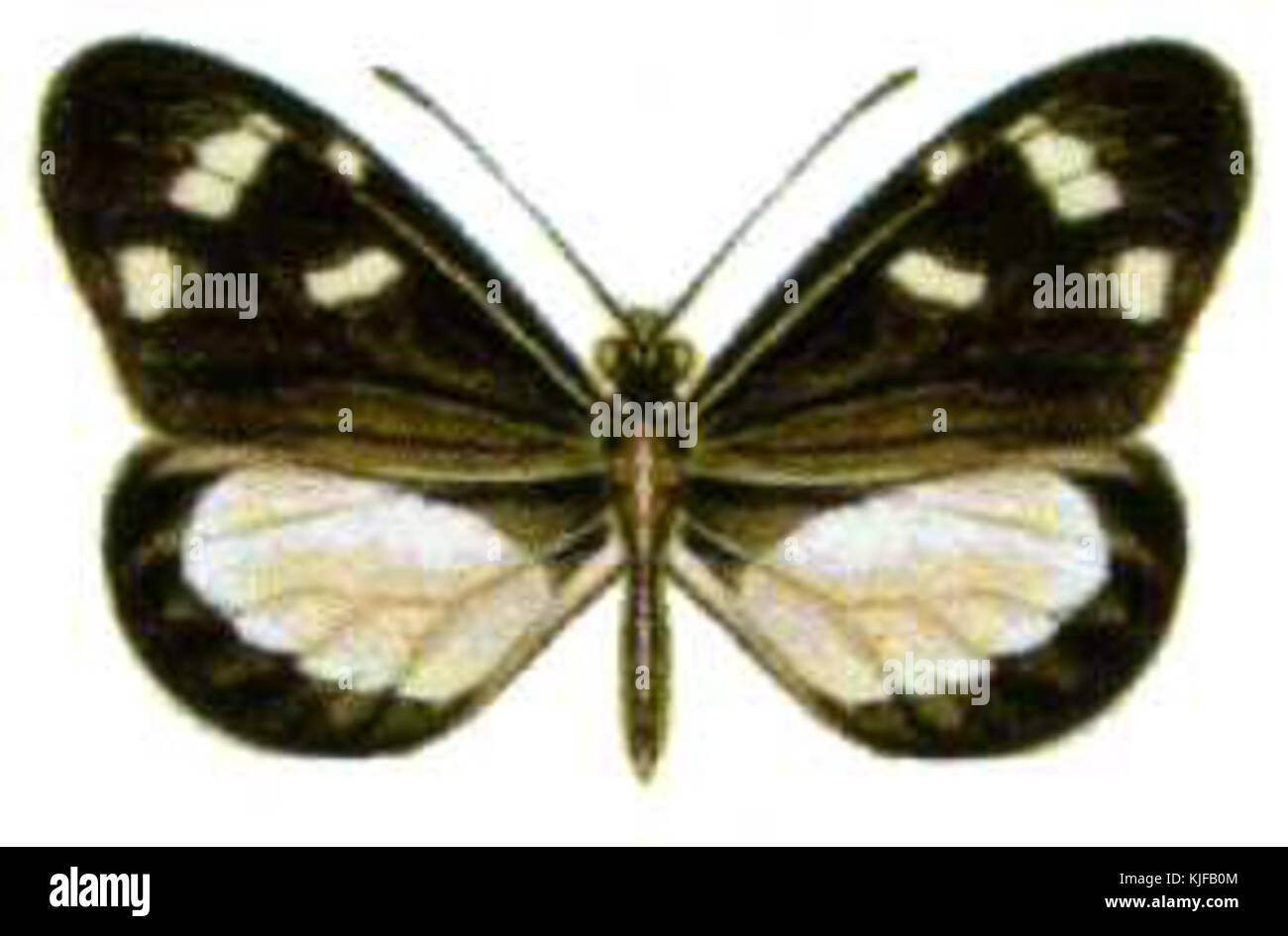 Tellervo hi-res stock photography and images - Alamy