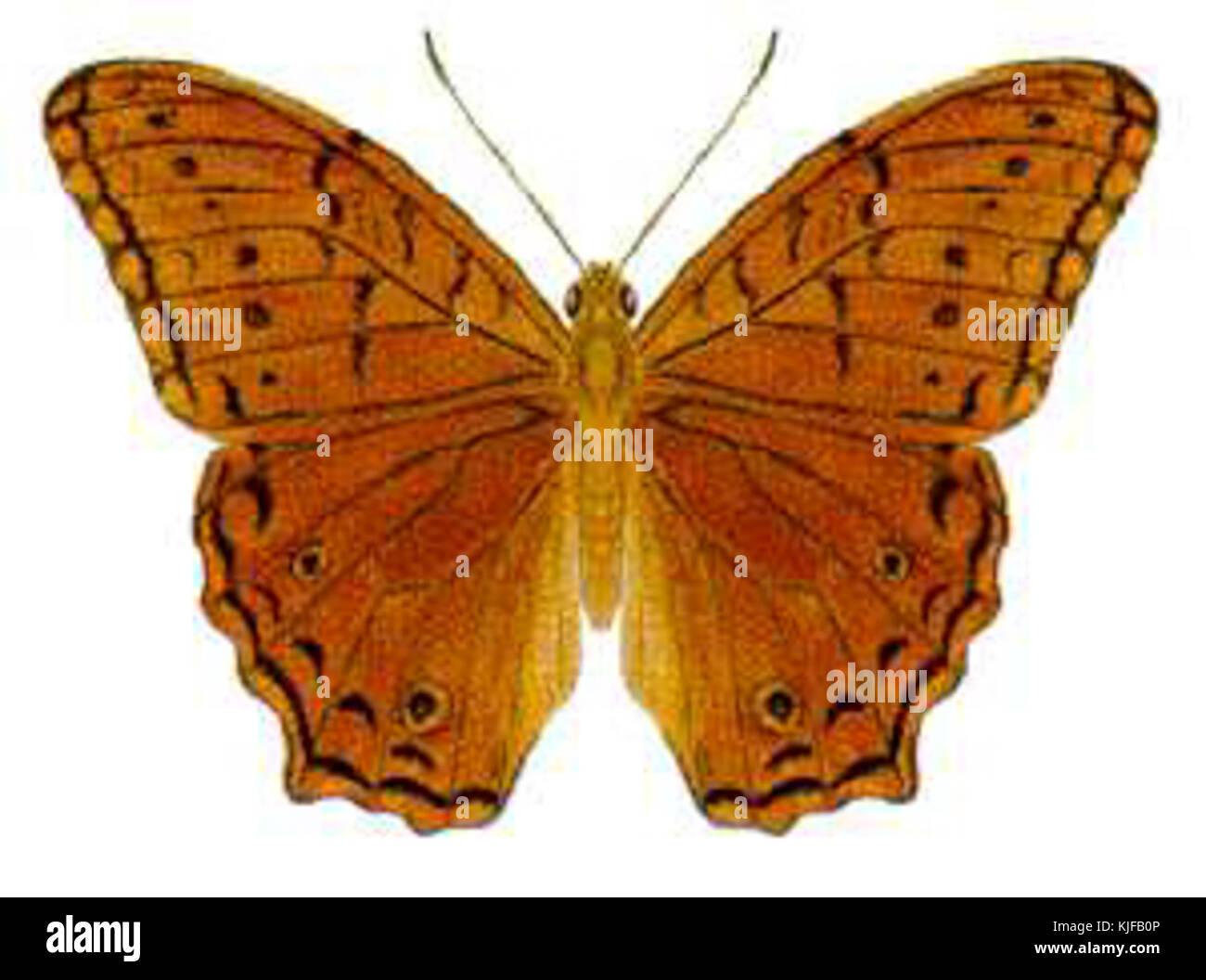 Vindula arsinoe ada Stock Photo - Alamy