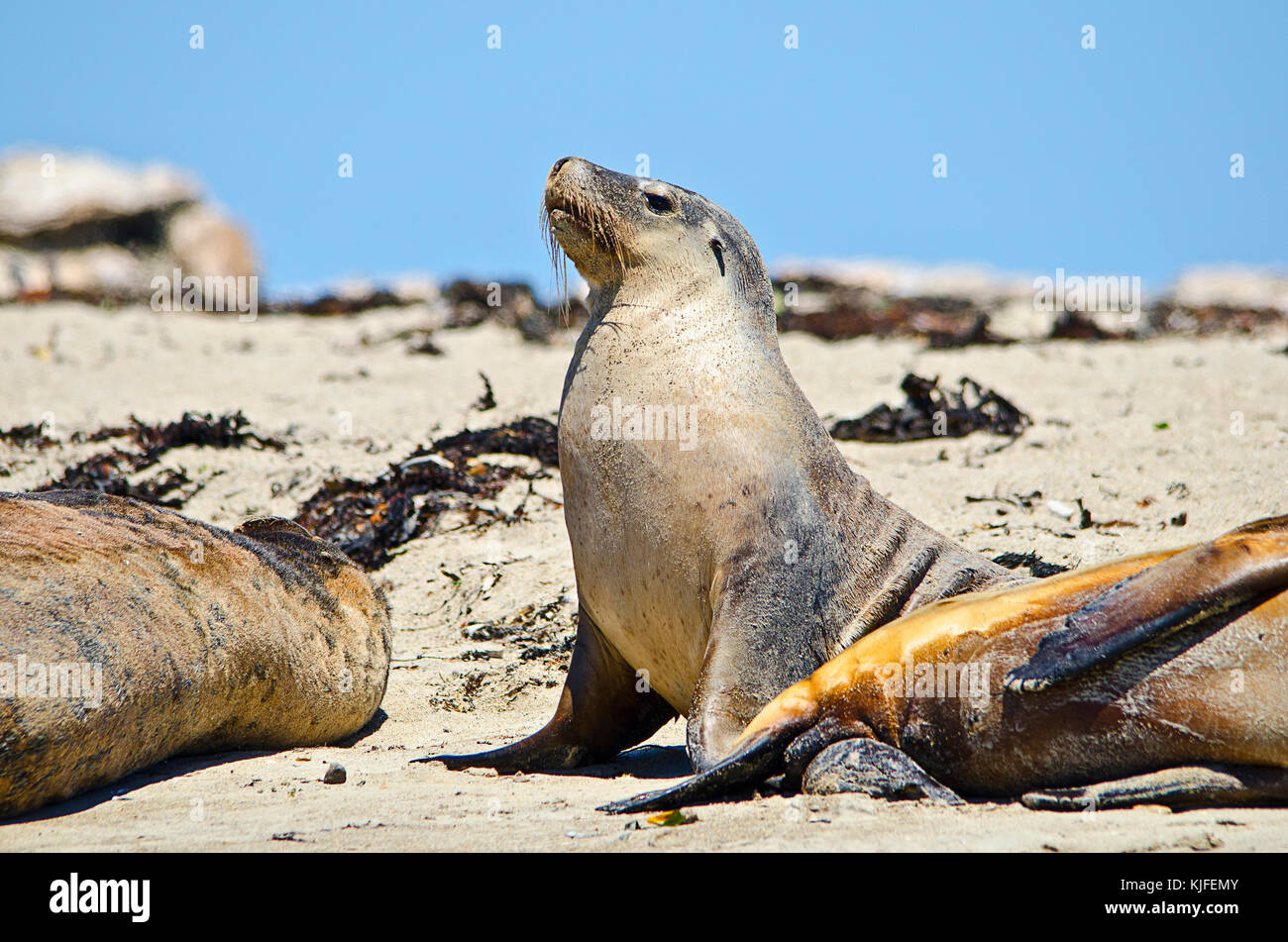 Australian marine life hi-res stock photography and images - Alamy