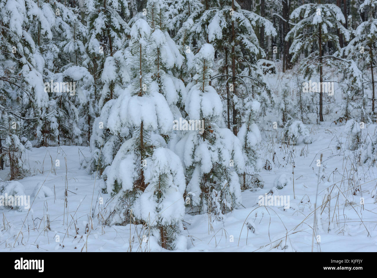 Small pine and spruce with snow on the branches in the forest on the ...