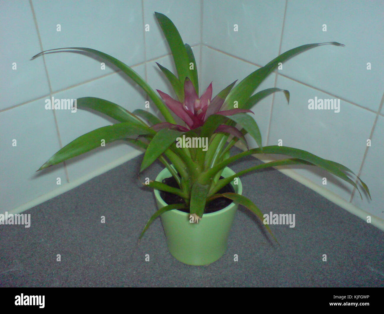 Scarlet star hi-res stock photography and images - Alamy