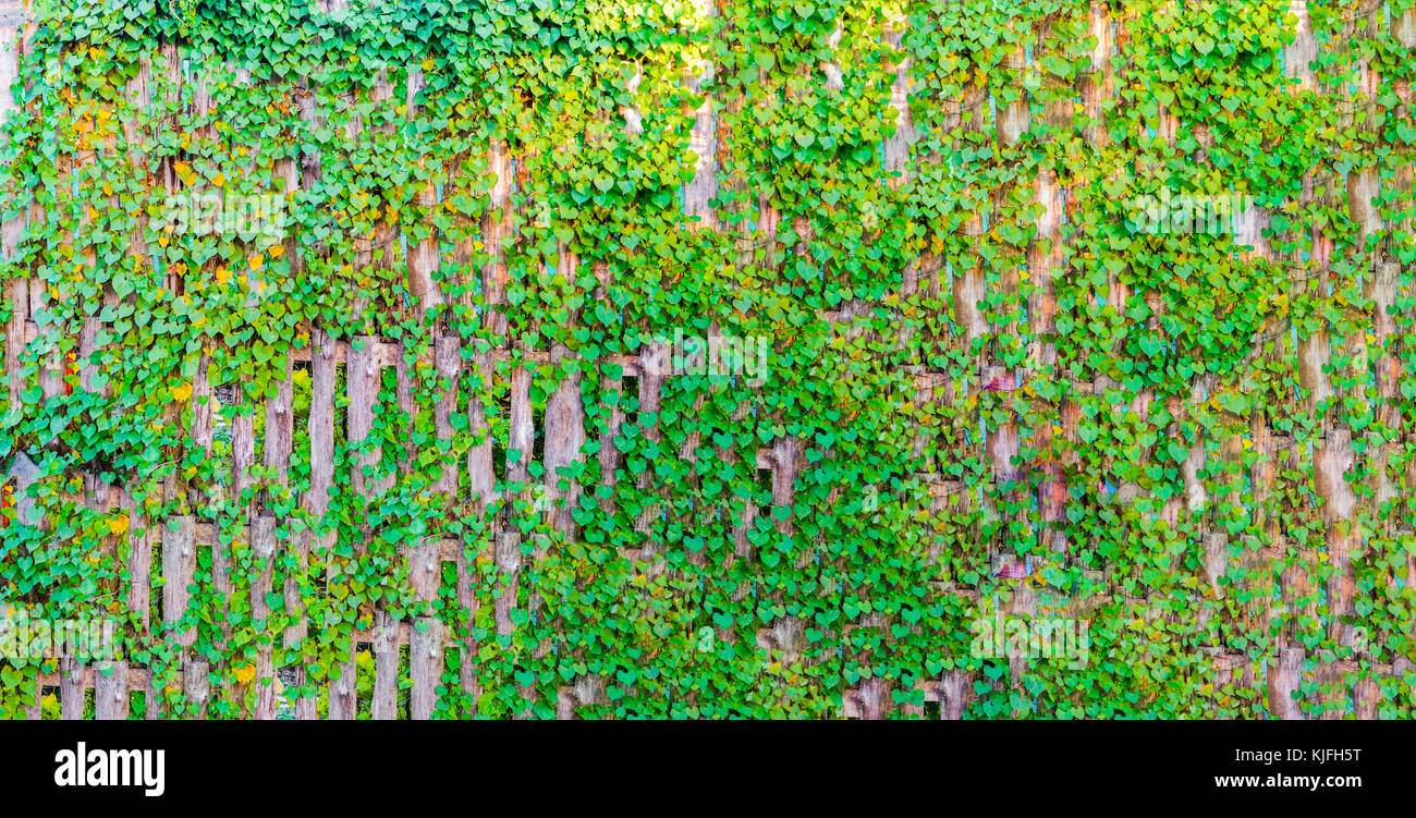 Close up green small plant on fence wall texture background Stock Photo ...