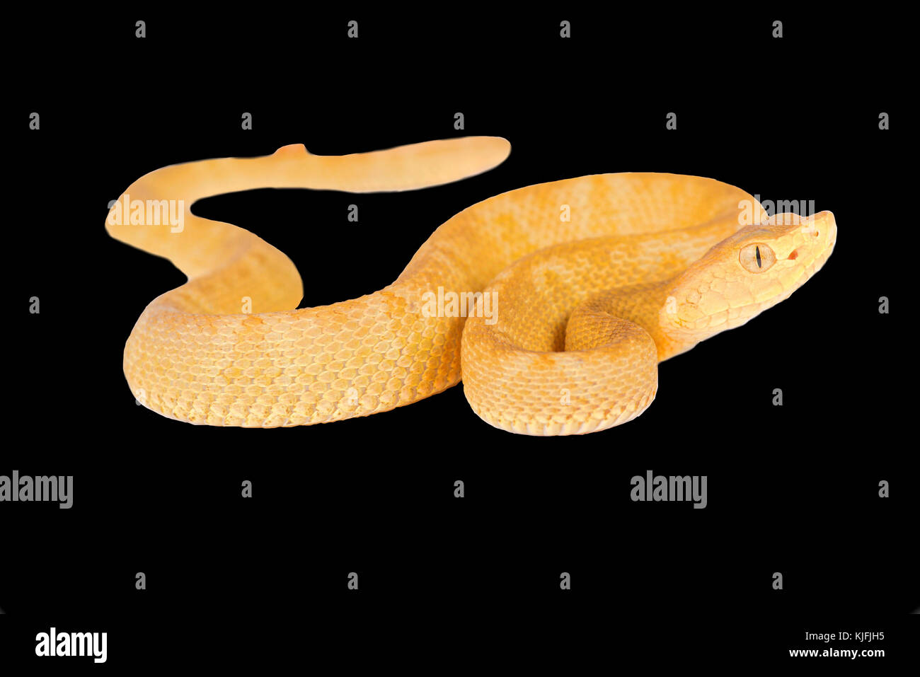 Lancehead hi-res stock photography and images - Alamy