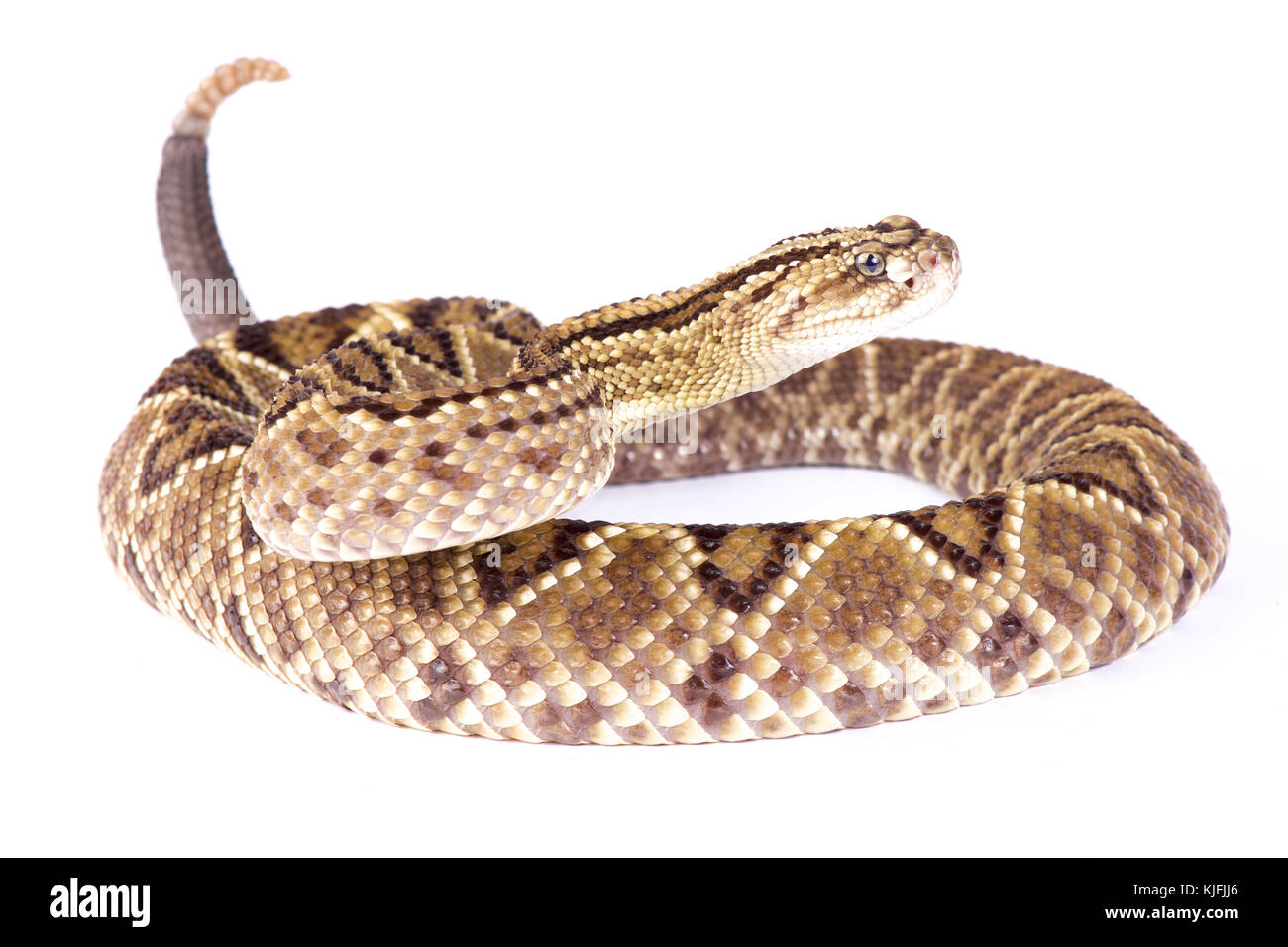 South american rattlesnake crotalus durissus Cut Out Stock Images ...