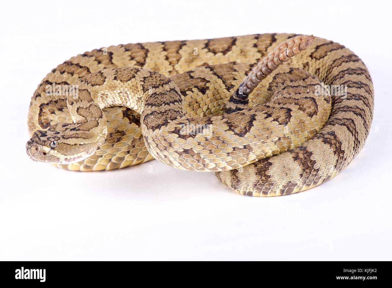 Great Basin rattlesnake, Crotalus oreganus lutosus Stock Photo - Alamy