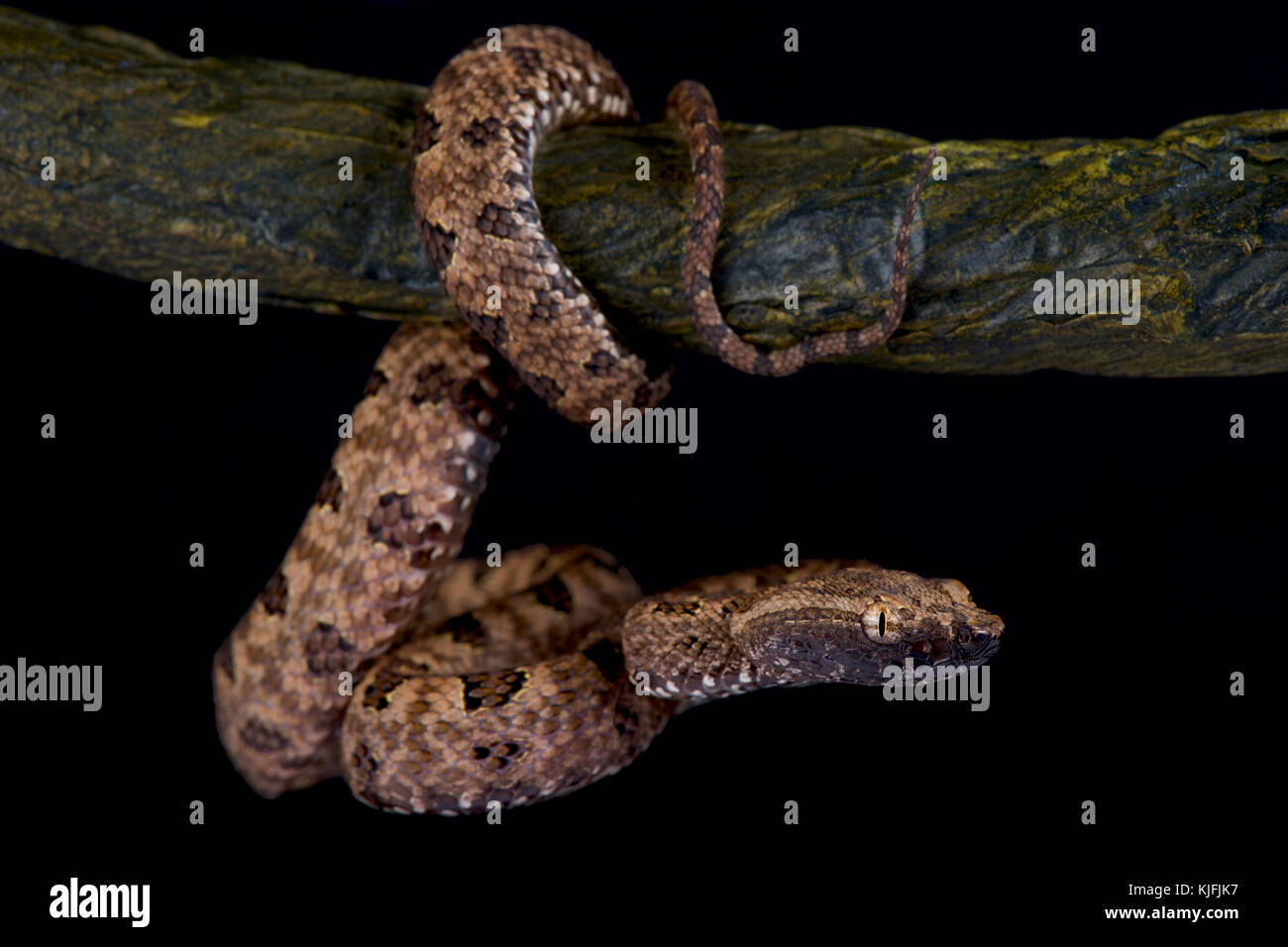 Protobothrops mucrosquamatus hi-res stock photography and images - Alamy