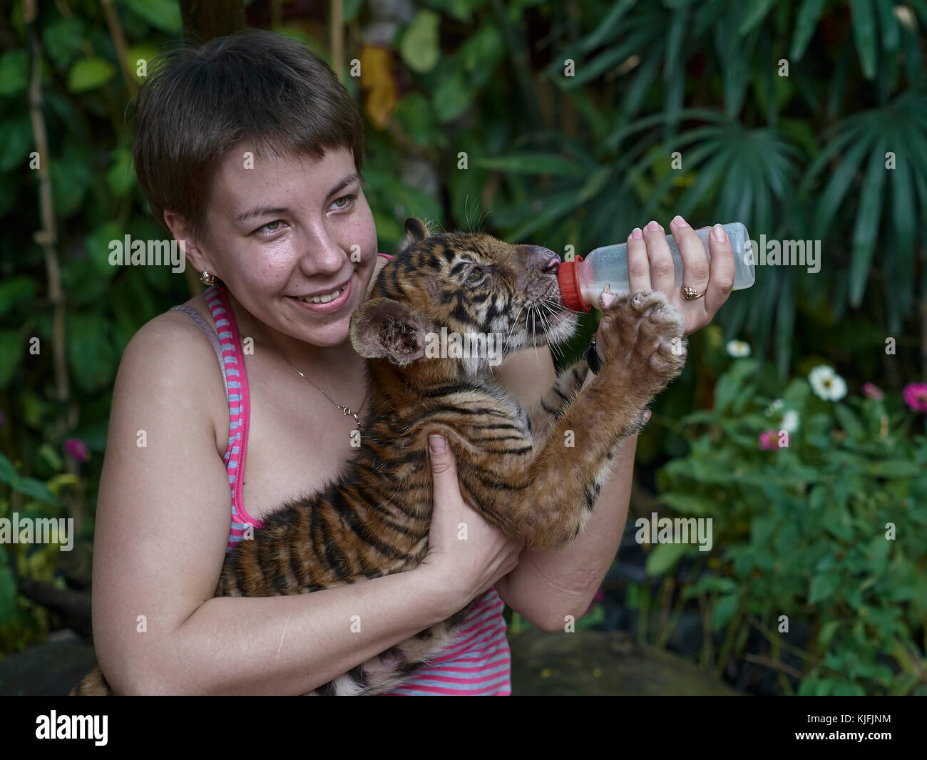 Bottle feeding a tiger cub hi-res stock photography and images - Alamy