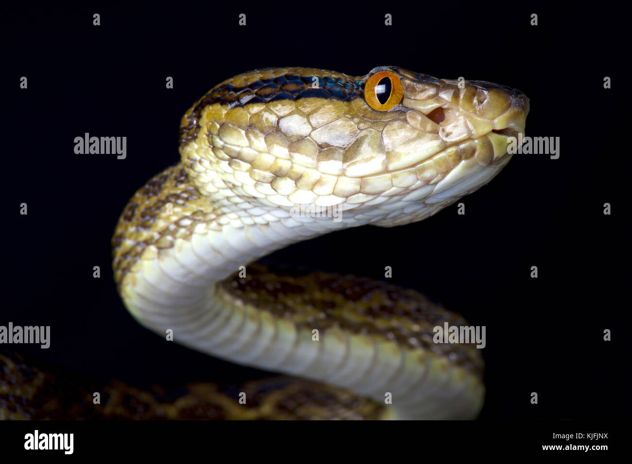 Habu snake hi-res stock photography and images - Alamy