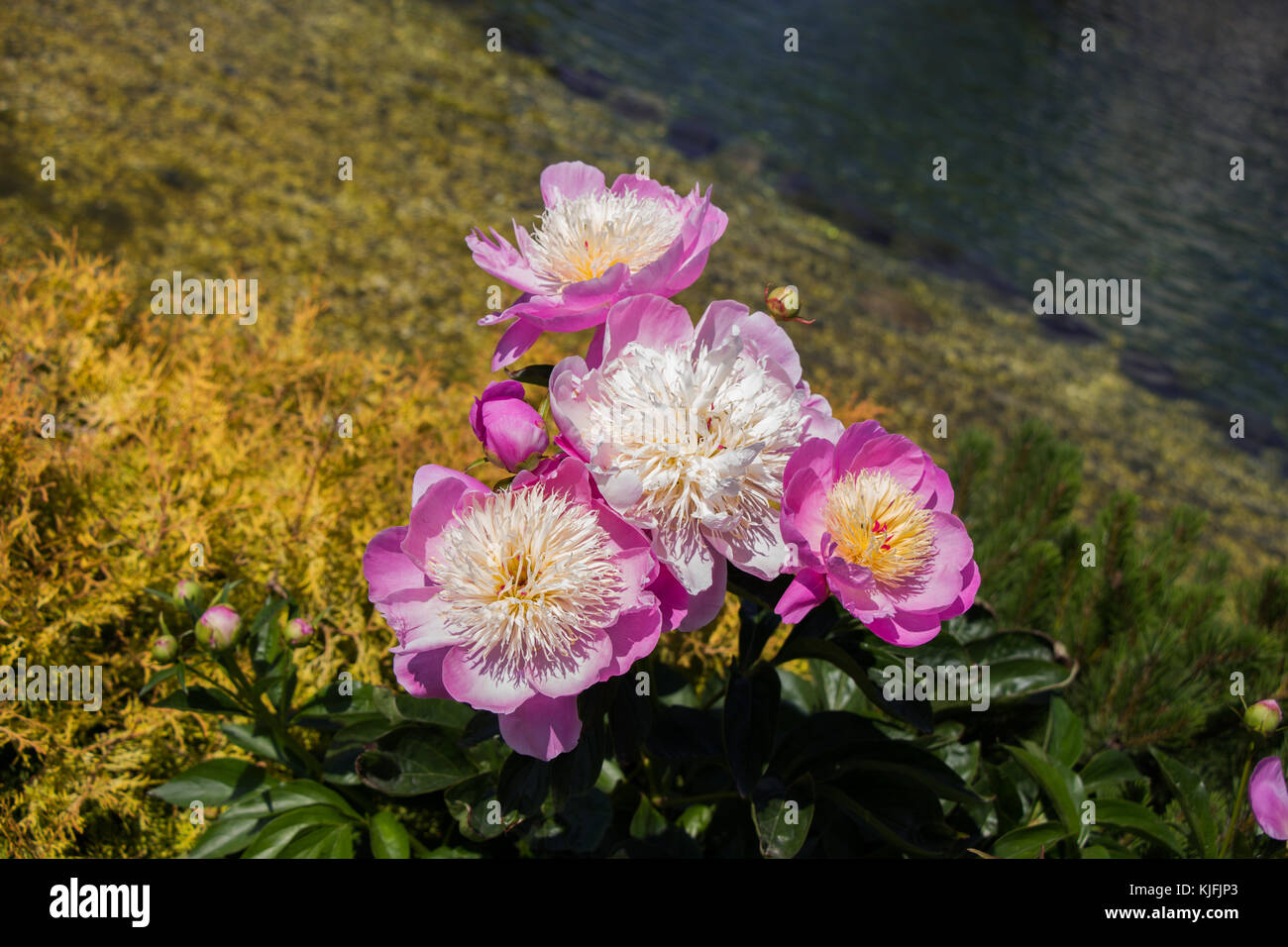 Beautiful fresh flowers as a background Stock Photo - Alamy