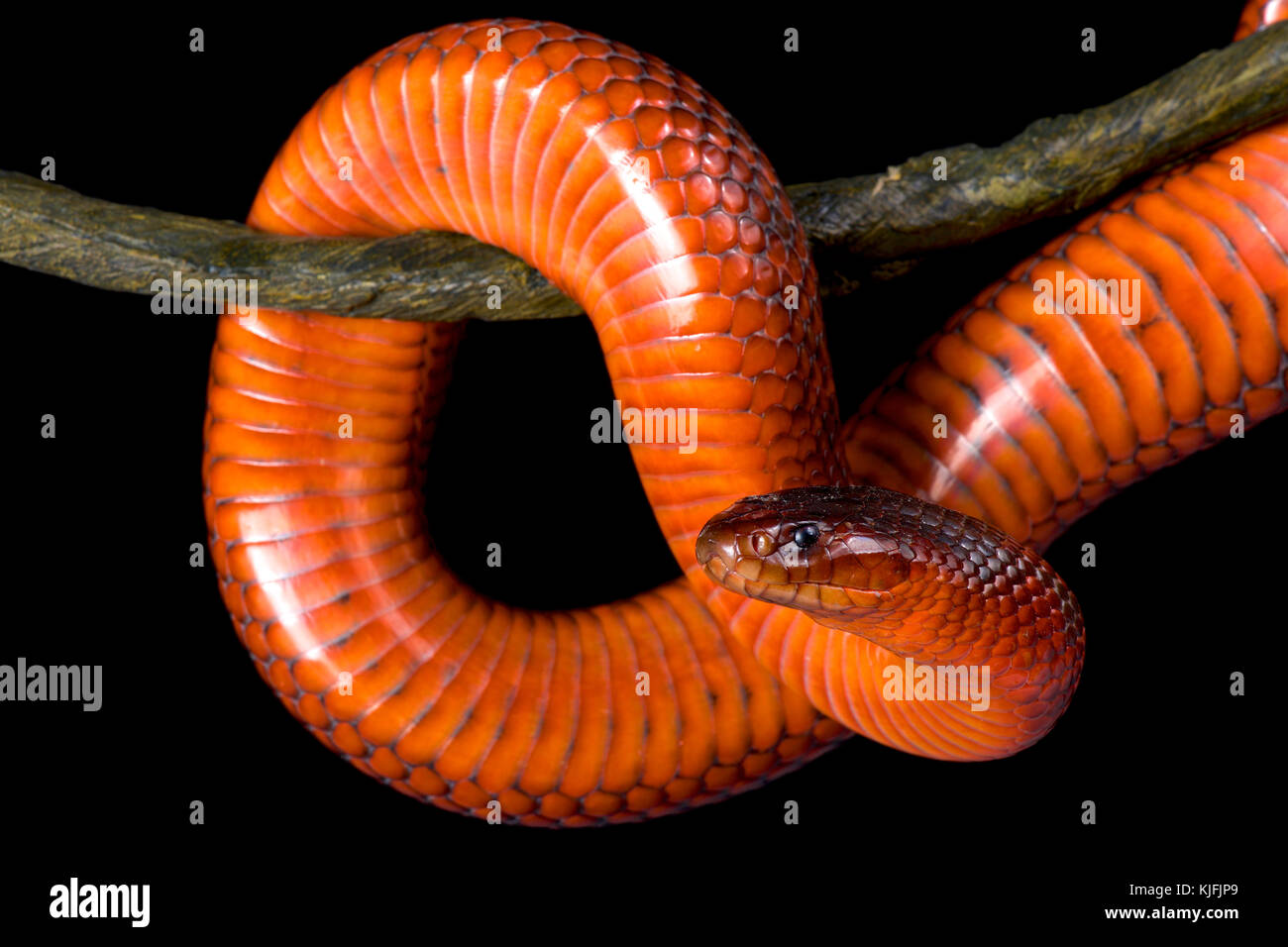 Colletts snake hi-res stock photography and images - Alamy