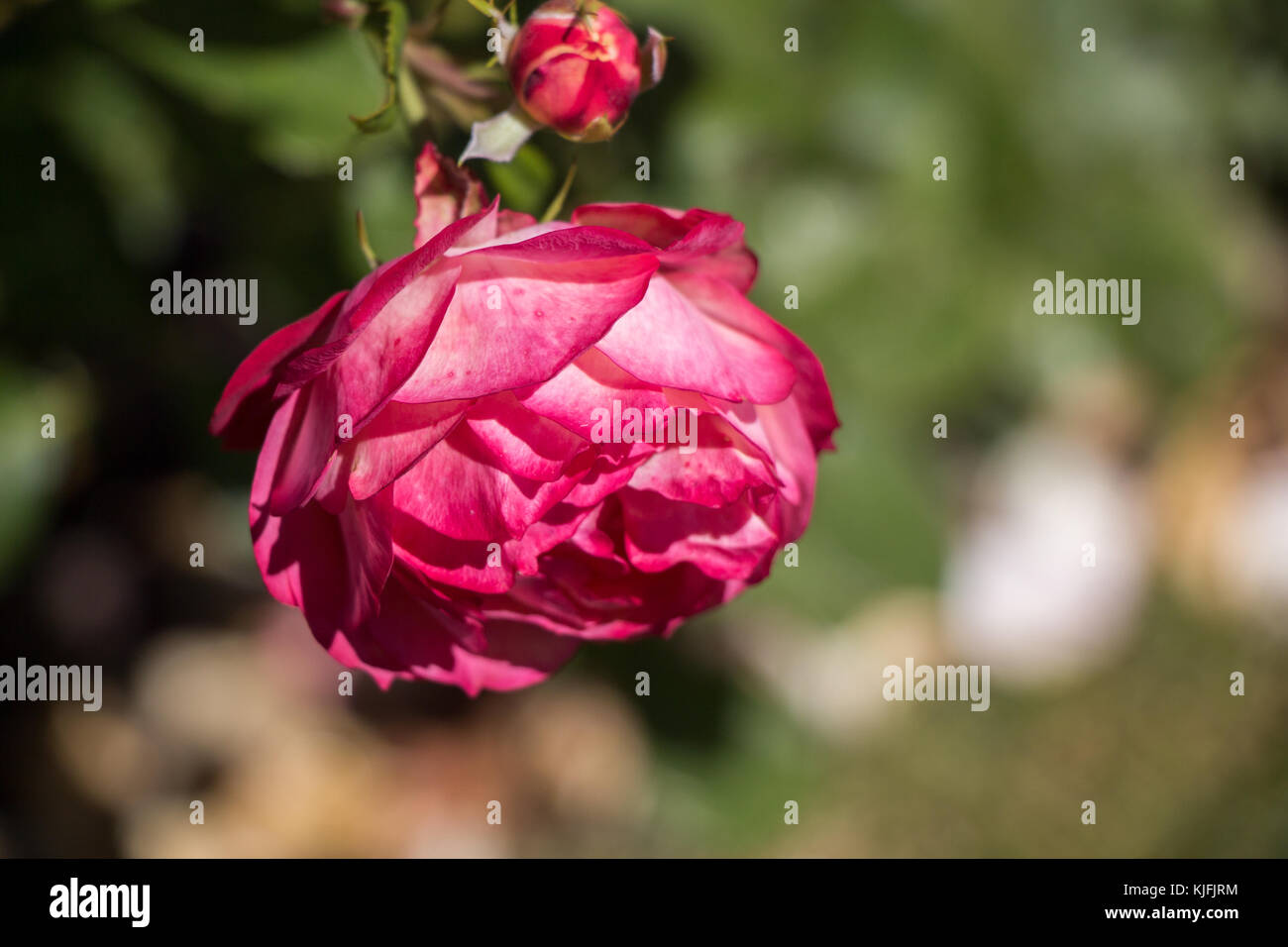Beautiful colorful Rose Flower on garden background Stock Photo - Alamy