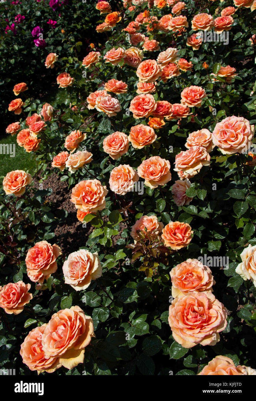 Blooming beautiful colorful roses in the garden background Stock Photo ...