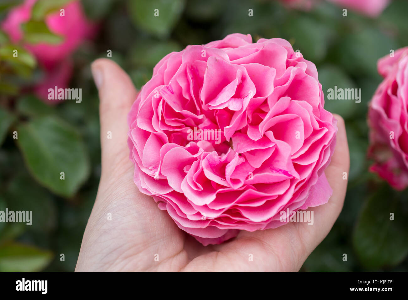 Beautiful colorful Rose Flower on garden background Stock Photo - Alamy