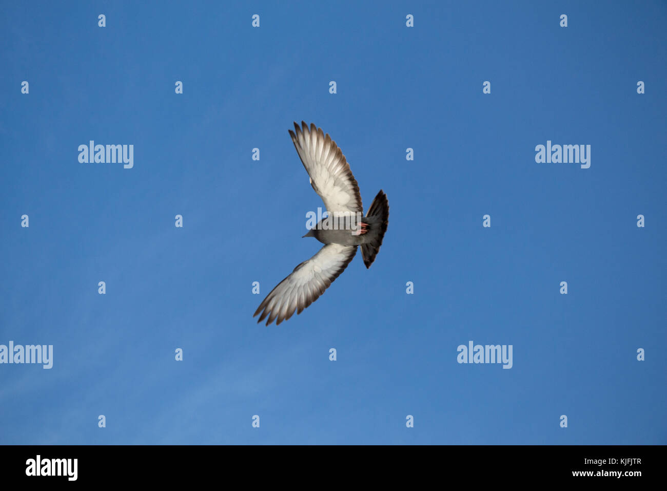Single pigeon in the air with wings wide open Stock Photo - Alamy