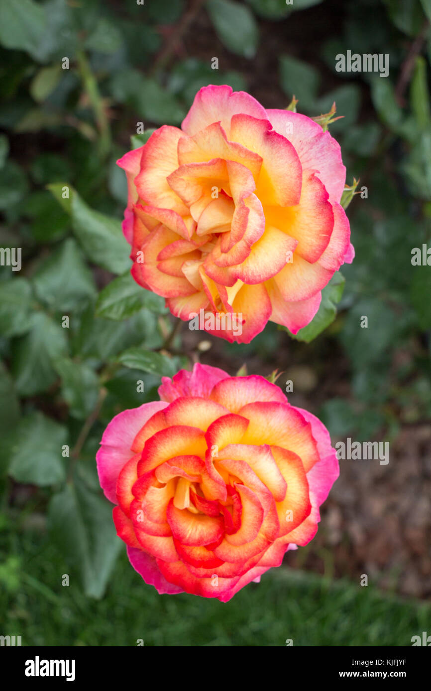 Blooming beautiful colorful roses in the garden background Stock Photo ...