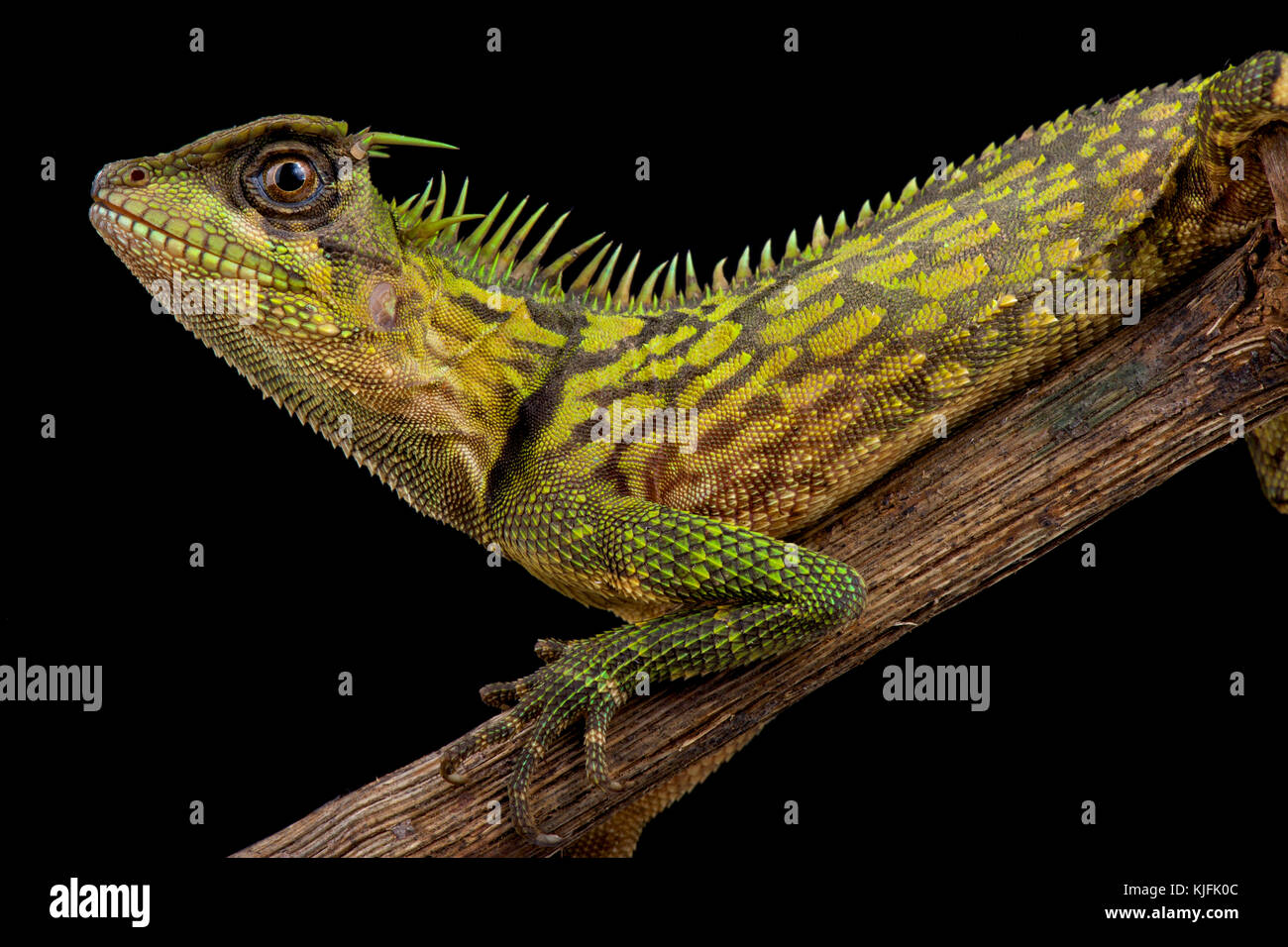 Bintang Horned Tree Lizard, Acanthosaura bintangensis Stock Photo - Alamy